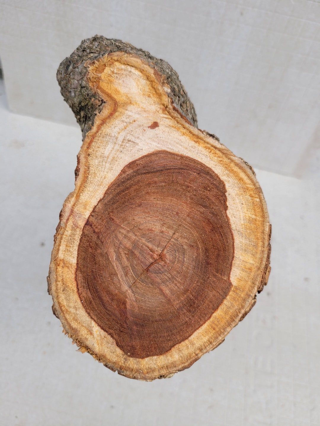 Burled, Fiery Box Elder Log - Etsy