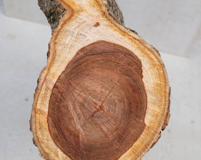 Burled, Fiery Box Elder Log - Etsy