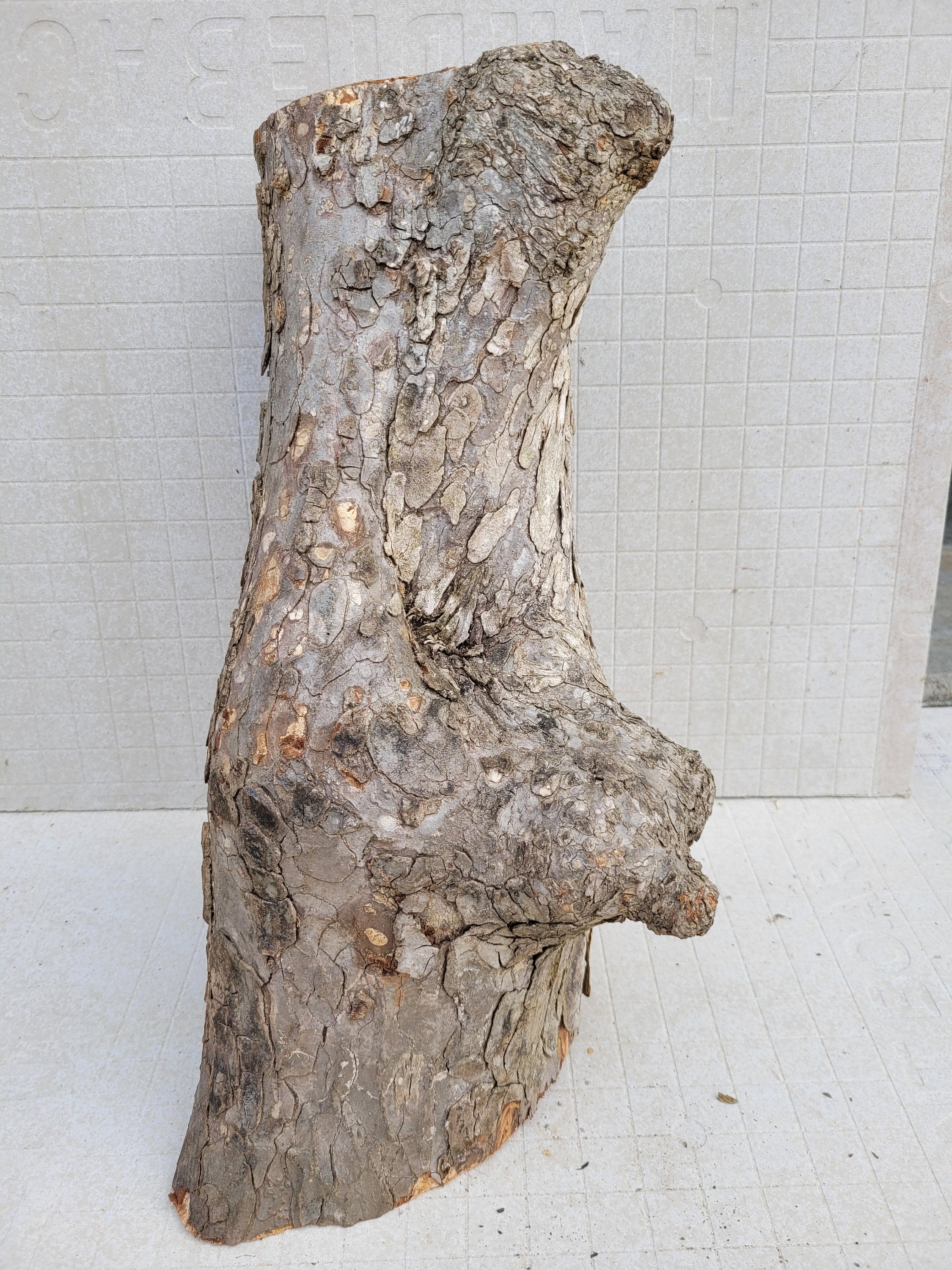 Burled, Fiery Box Elder Log - Etsy