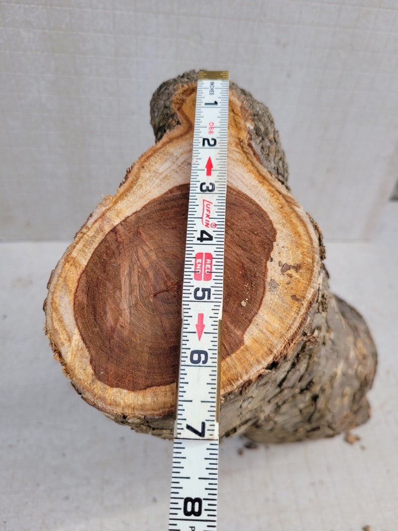 Burled, Fiery Box Elder Log - Etsy