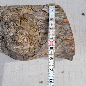 Burled, Fiery Box Elder Log - Etsy