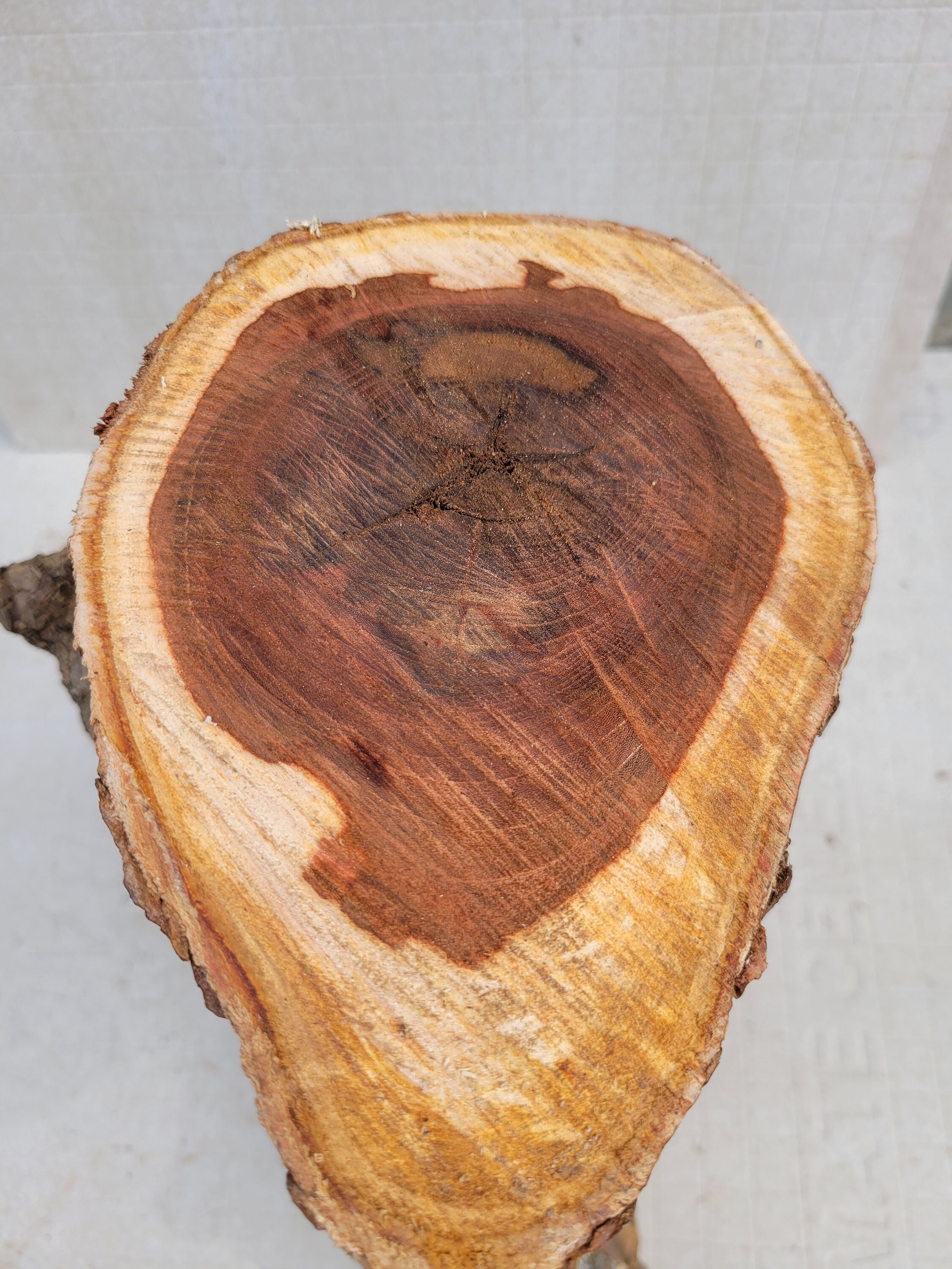 Burled, Fiery Box Elder Log - Etsy