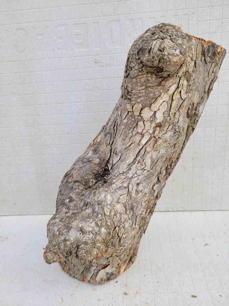 Burled, Fiery Box Elder Log - Etsy