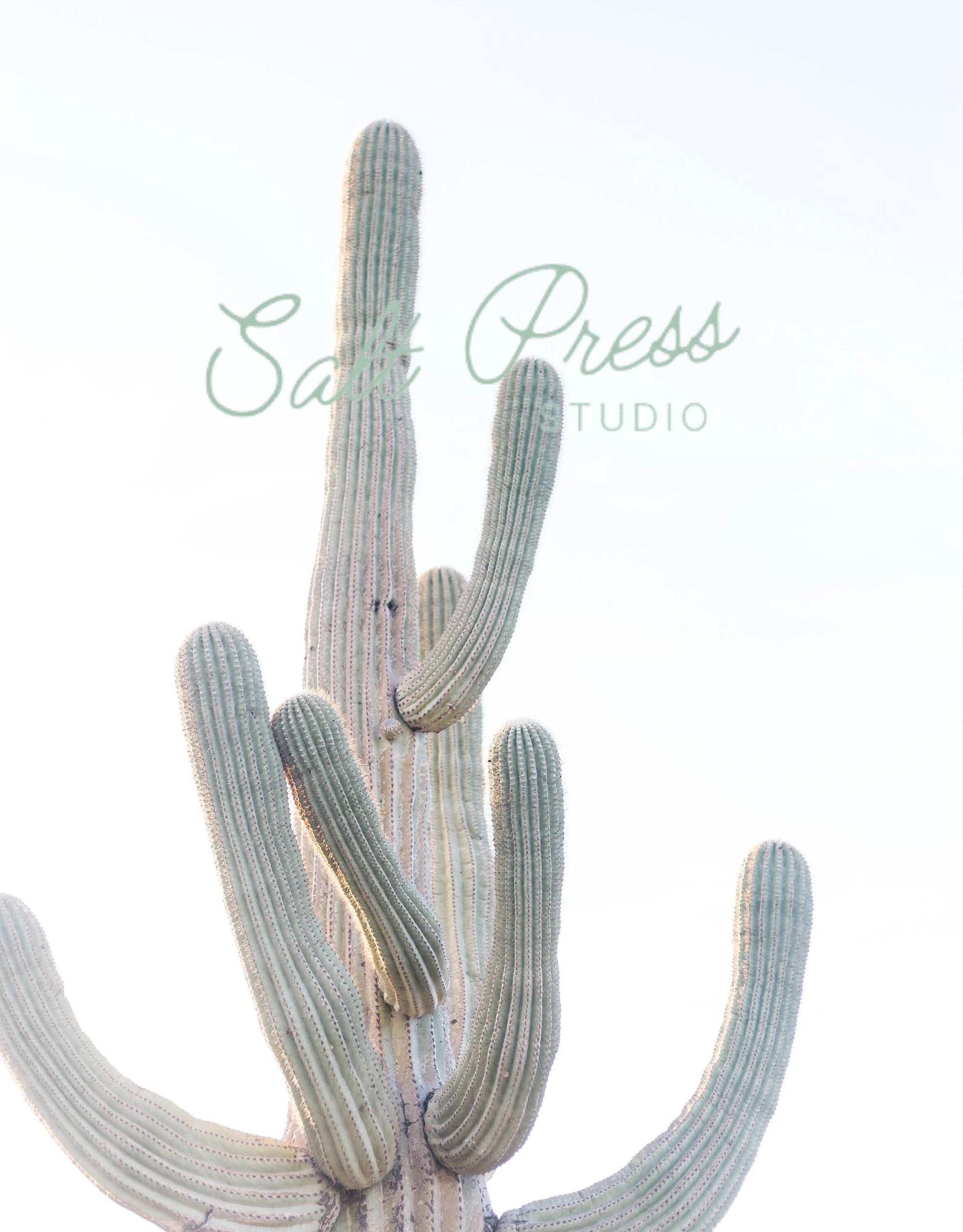 Desert Cactus Arizona Art Print Digital Download - Etsy