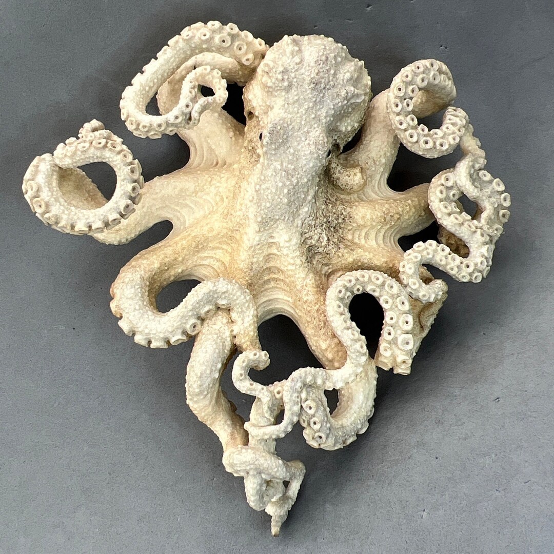 Moose Antler Carving: Hand Carved and Polished of Natural Shedded Moose ...