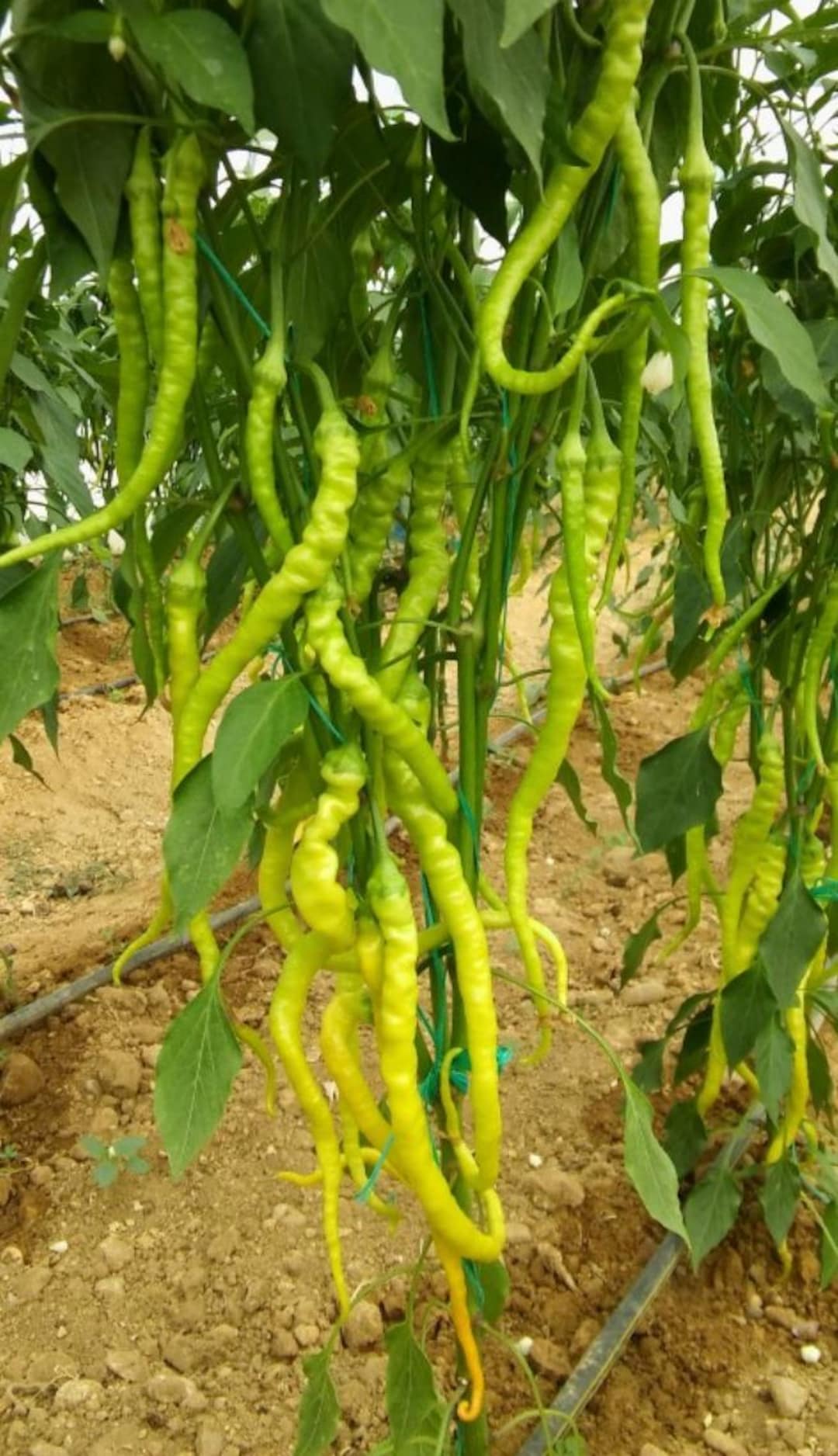 Turkish Kil ,hot Heirloom,turkish Hair Pepper Seedspepper ,seeds ...