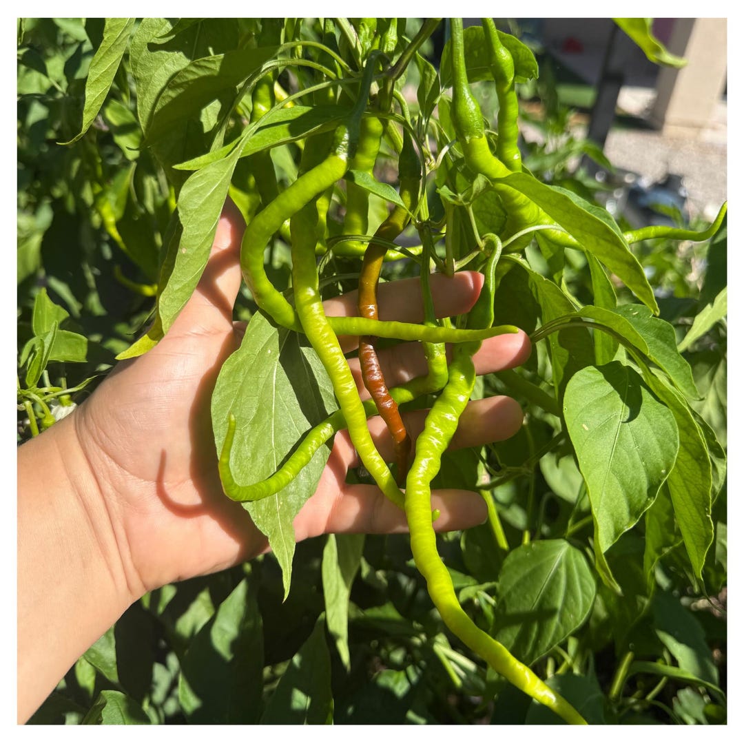 Turkish Sweet Hair ,kil Seeds Sustainable Garden Vegetable Organic (10 ...