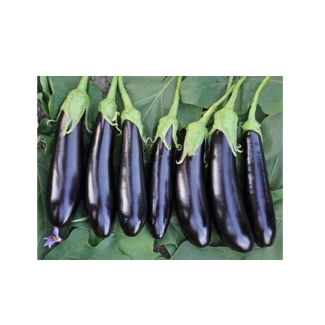 Turkish Halep Karası Eggplant Seeds, Traditional Flavor, Natural and ...
