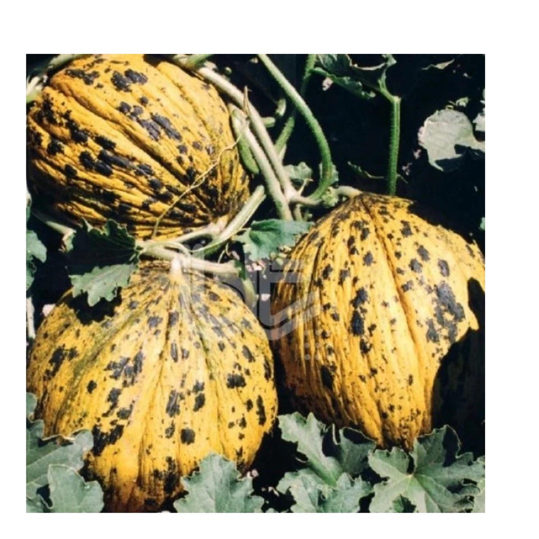 Turkish, Kırkağaç Melon Seeds – Natural, Sweet, and Healthy Summer ...