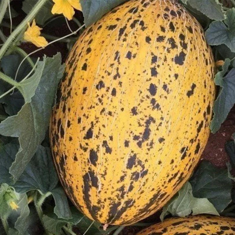 Turkish, Kırkağaç Melon Seeds – Natural, Sweet, and Healthy Summer ...