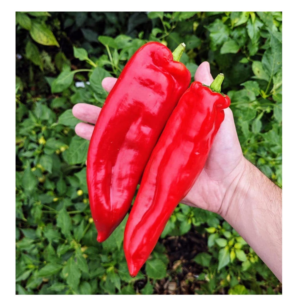 Turkish Kapya Pepper, Sweet Red Bell Peppers, Organic ,natural and ...