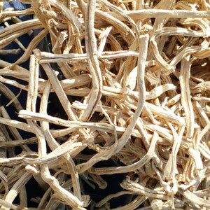 120g Shatavari Root Root Top Thai Herbs for Women Natural - Etsy