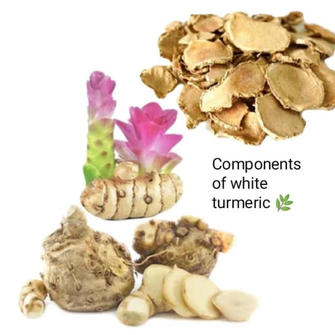 250g White Turmeric Rhizomes, Dried Herbs, Main Rhizome Female, Curcuma ...