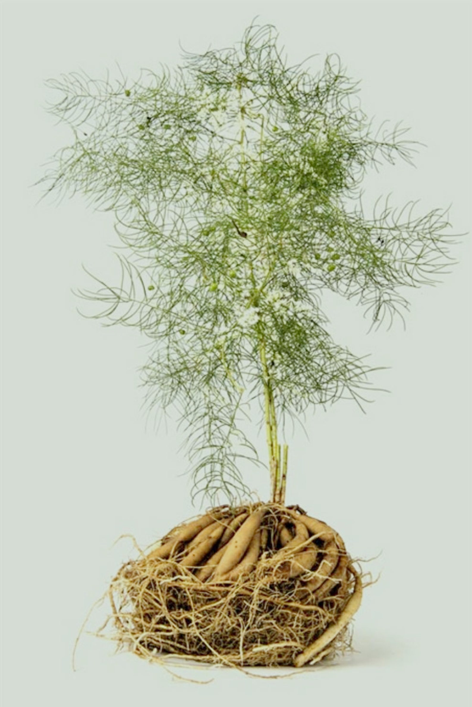 120g Shatavari Root Root Top Thai Herbs for Women Natural - Etsy