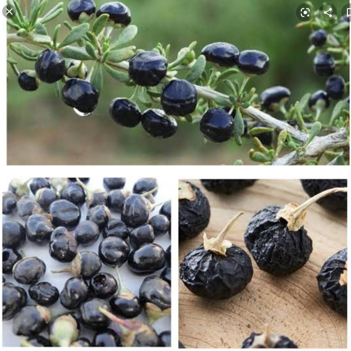 50g Black Goji Berry / Wolf Berries Natural Loaded With - Etsy UK