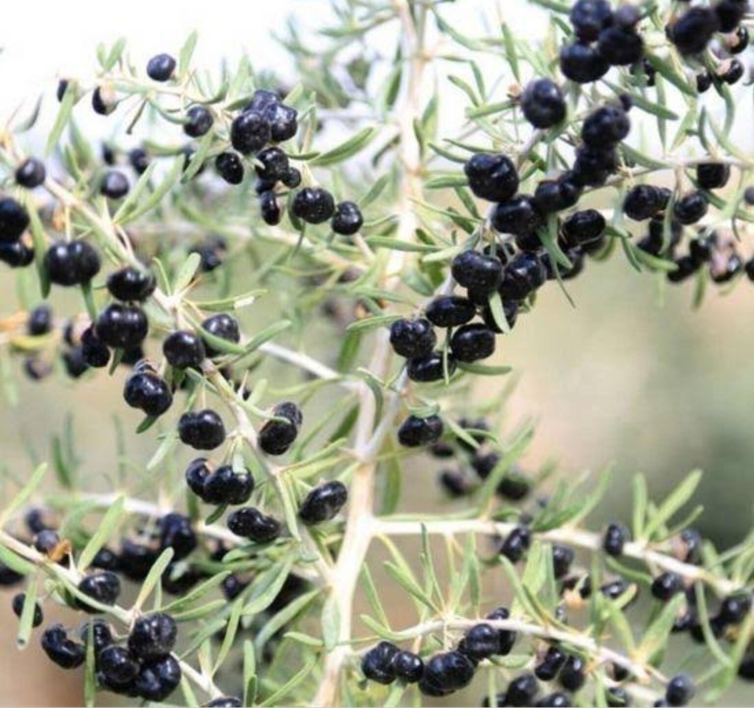 50g Black Goji Berry / Wolf Berries Natural Loaded With - Etsy UK