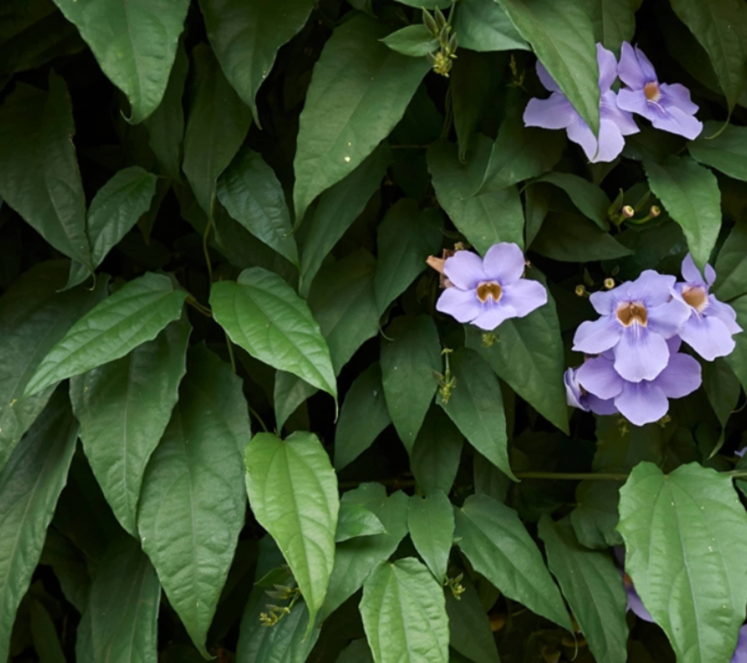 Thunbergia Grandiflora Leaf