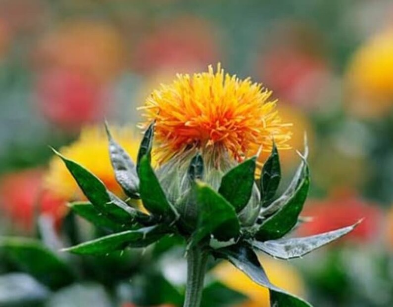 1kg Dried Safflower Tea Red Drink Herbal Asian Tea Dried - Etsy