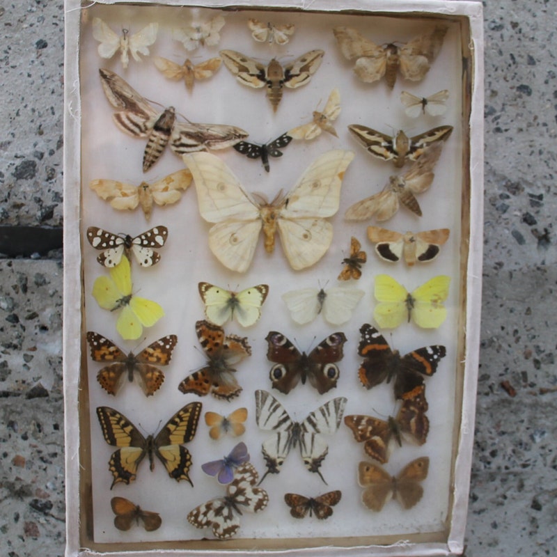 Dried Butterflies - Etsy