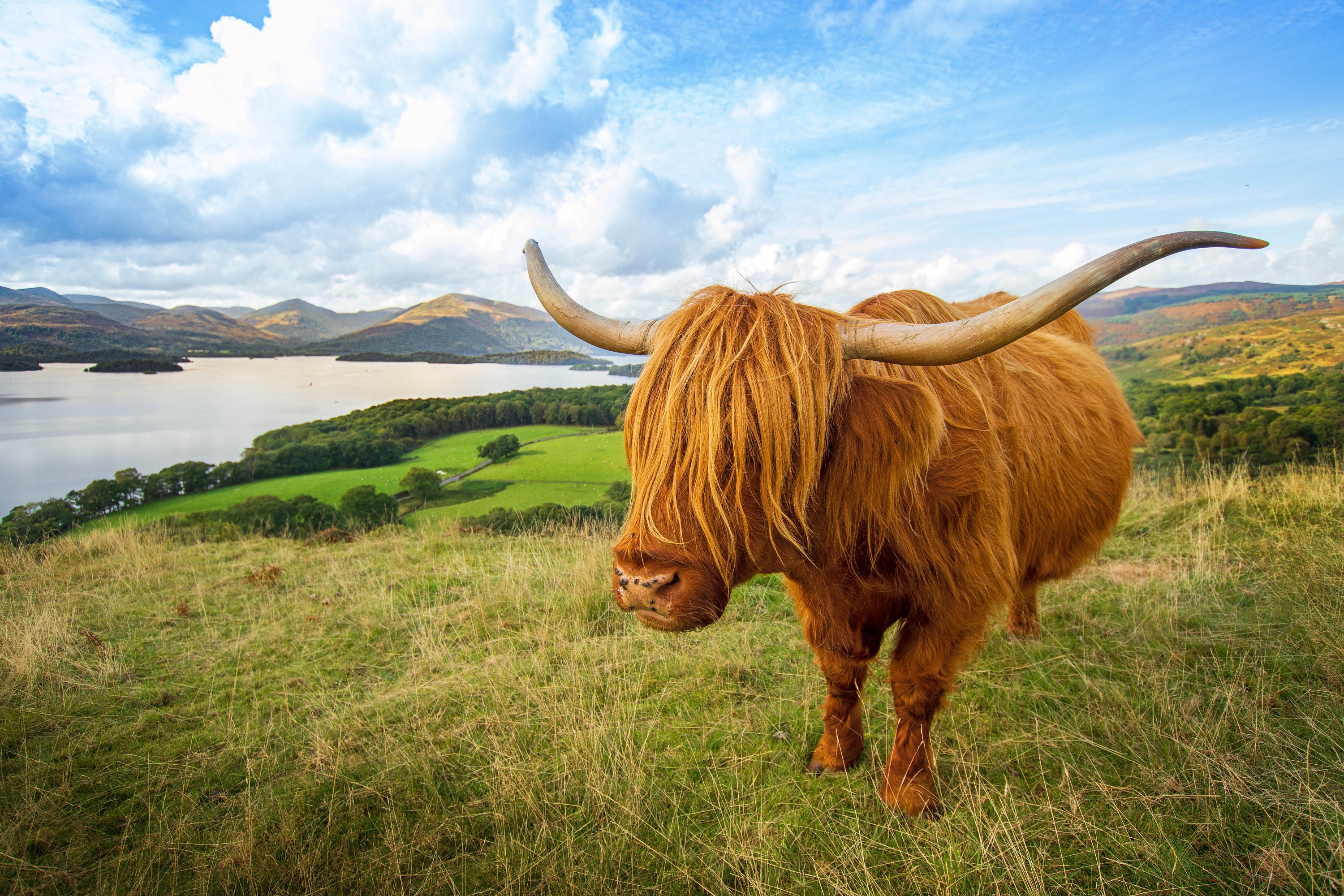 Highland Cow, Loch Lomand Print - Etsy