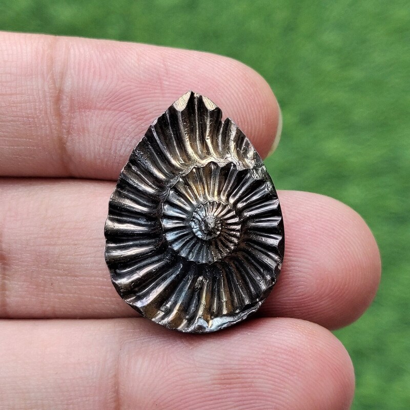 Pyrite Ammonite - Etsy UK
