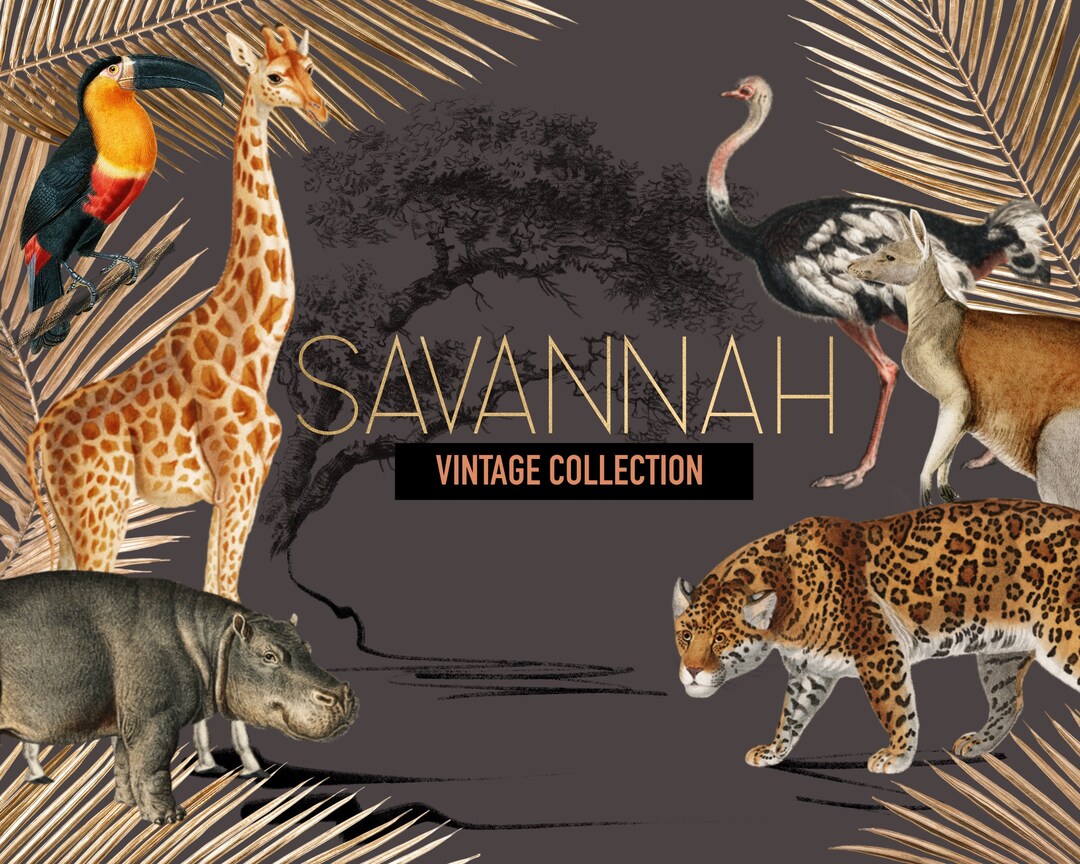 Savannah Clip Art, Vintage Illustration , Animals Clip Art, African ...