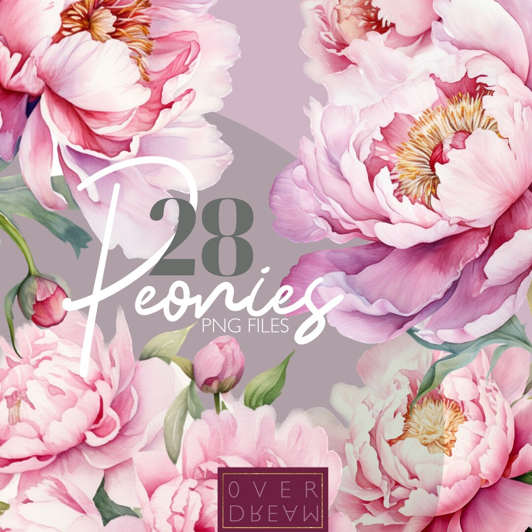 Watercolor Peonies Clip Art, Watercolor Illustration , Flowers Clip Art ...