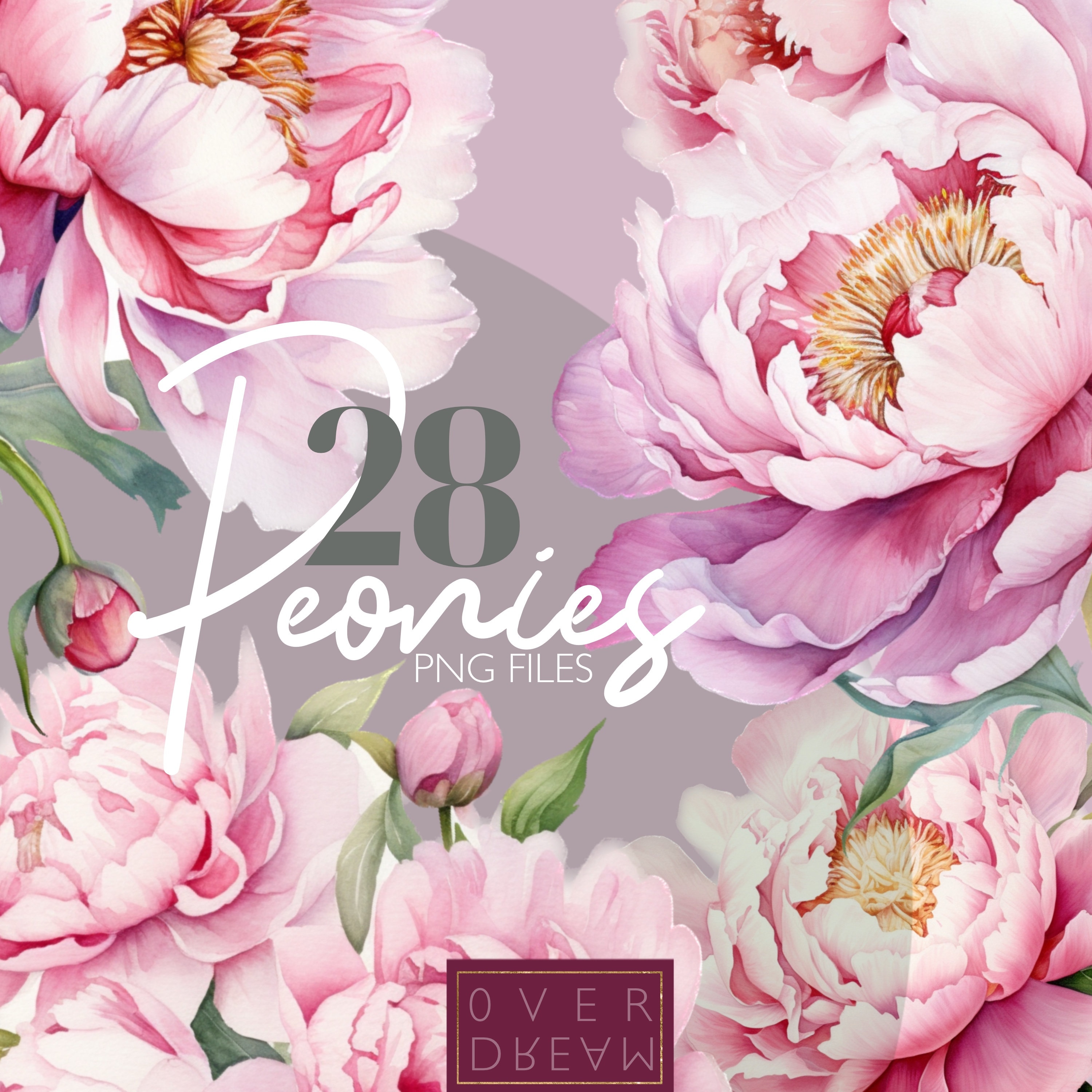 Watercolor Peonies Clip Art, Watercolor Illustration , Flowers Clip Art ...