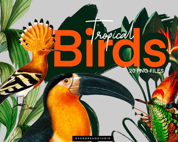 Tropical Birds Clip Art Vintage Illustration Birds Clip - Etsy