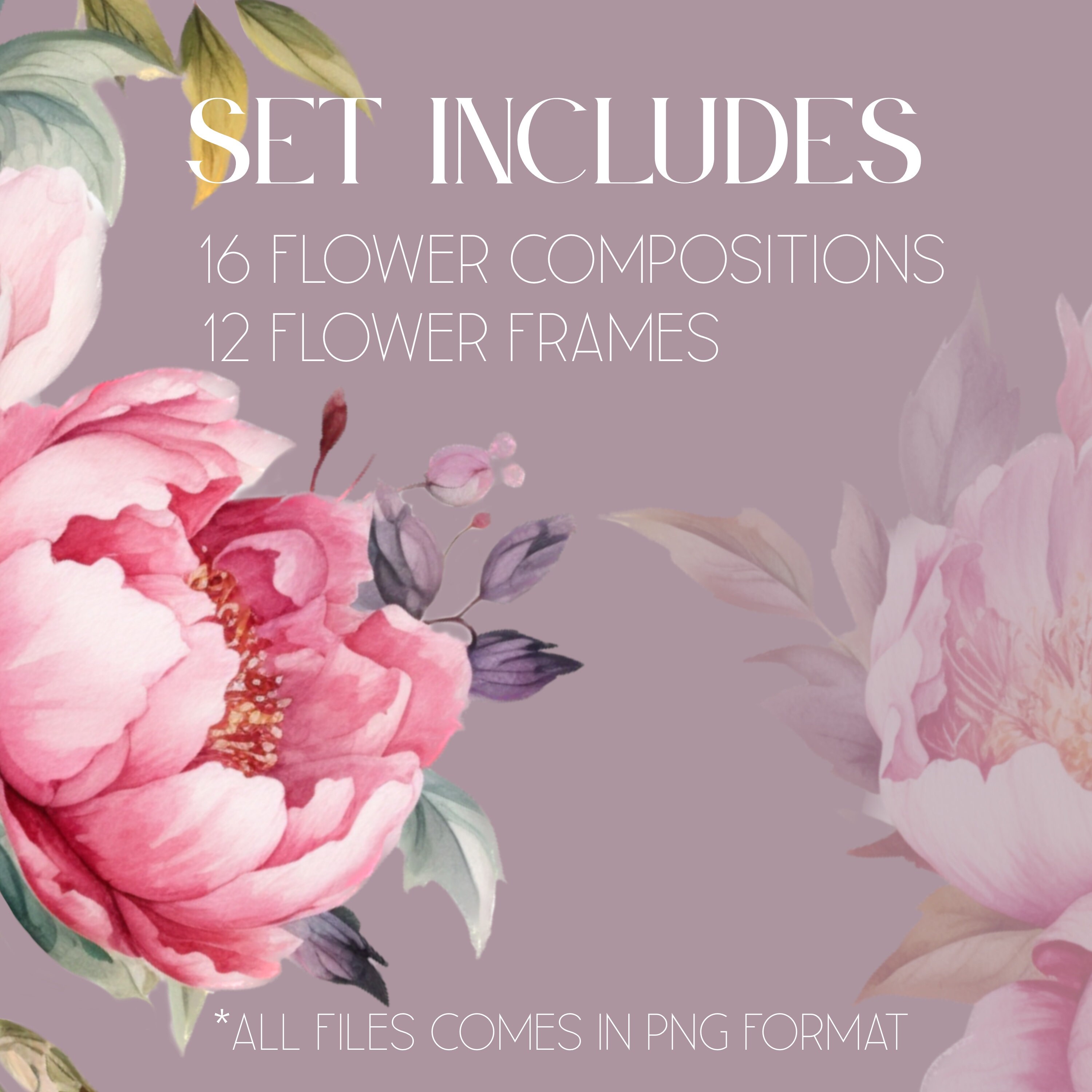 Watercolor Peonies Clip Art, Watercolor Illustration , Flowers Clip Art ...