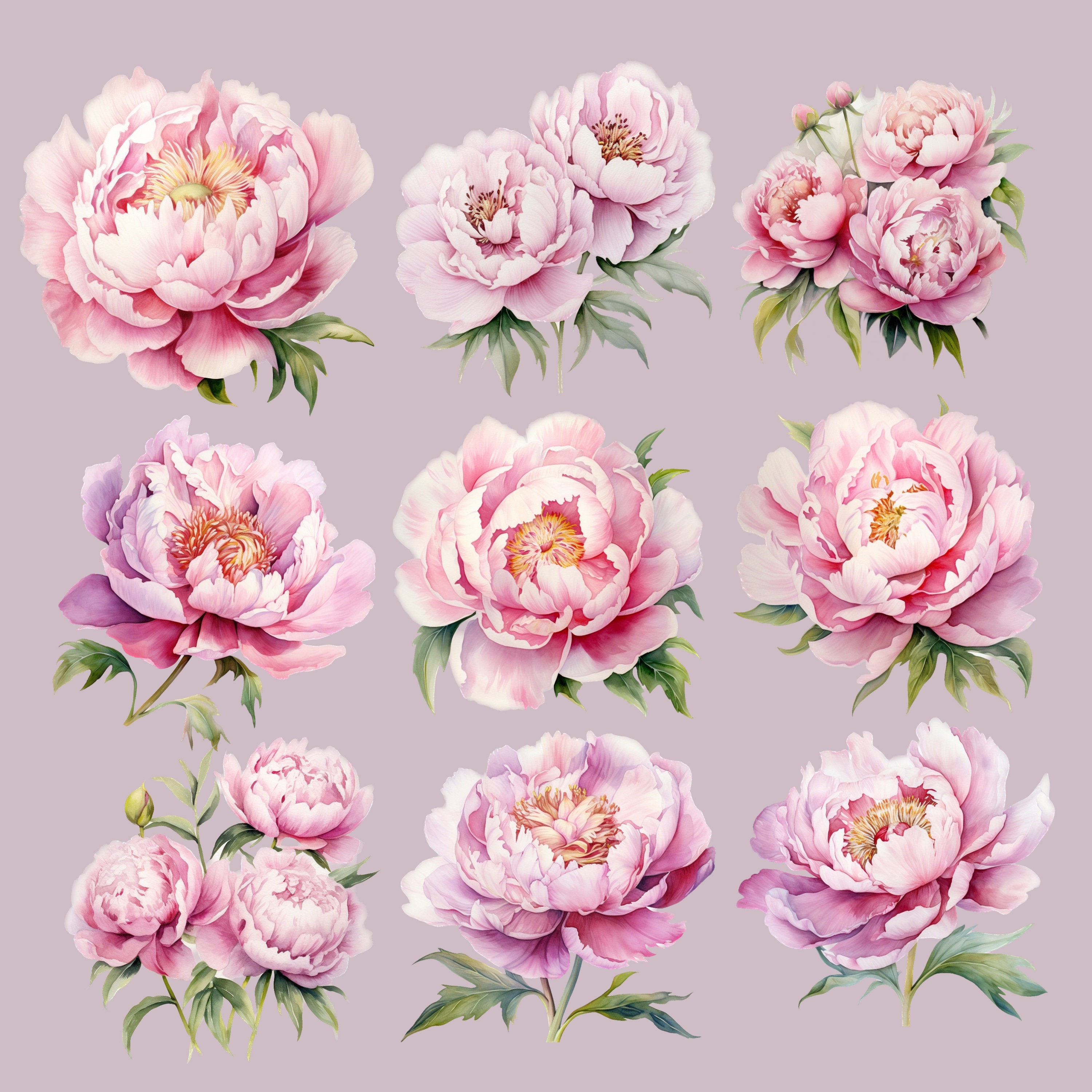 Watercolor Peonies Clip Art, Watercolor Illustration , Flowers Clip Art ...