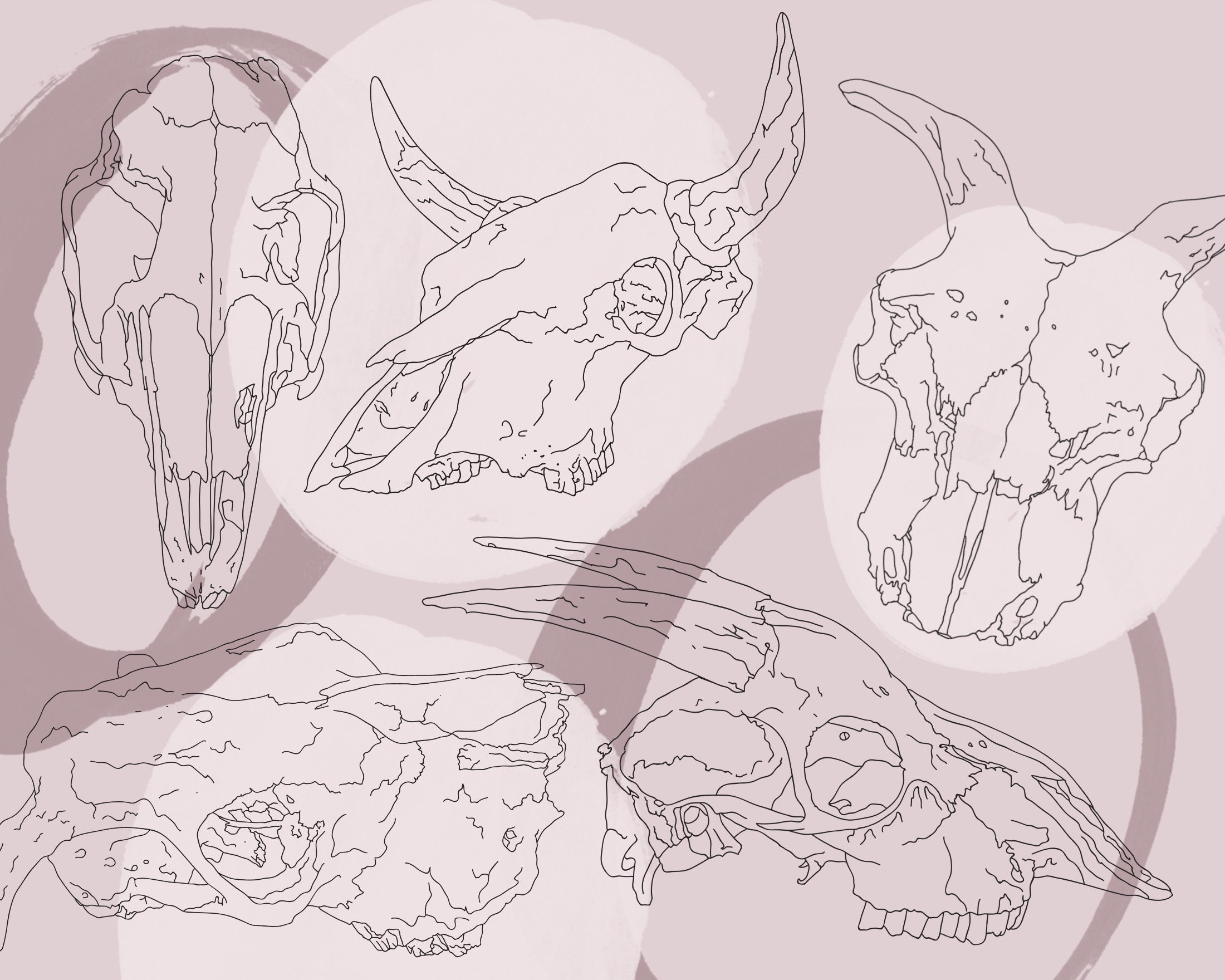 Anatomy Clip Art, Clipart, Wizard Skull, Magic School, Skeleton Clip ...