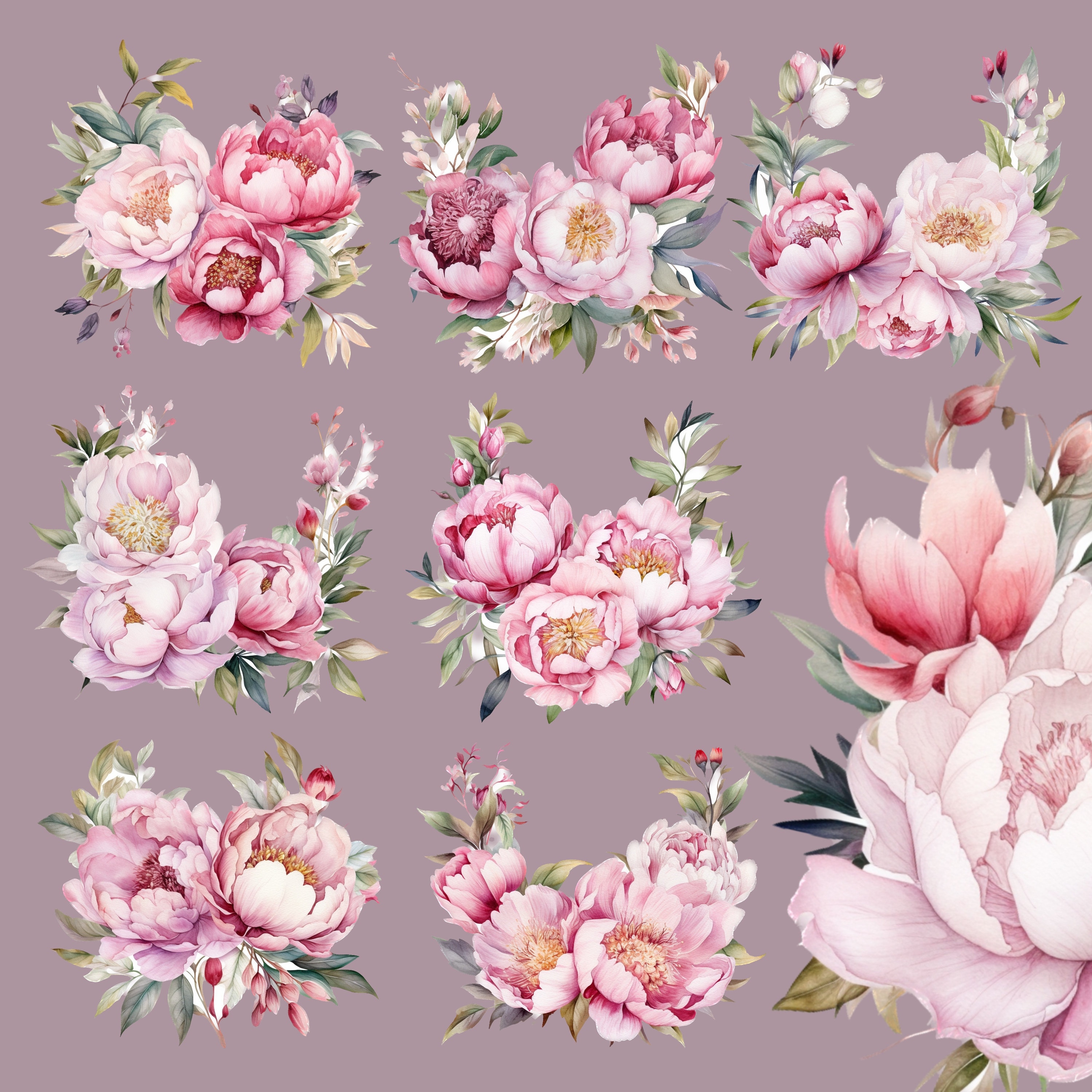 Watercolor Peonies Clip Art, Watercolor Illustration , Flowers Clip Art ...