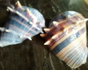 Blue conch shell | Etsy