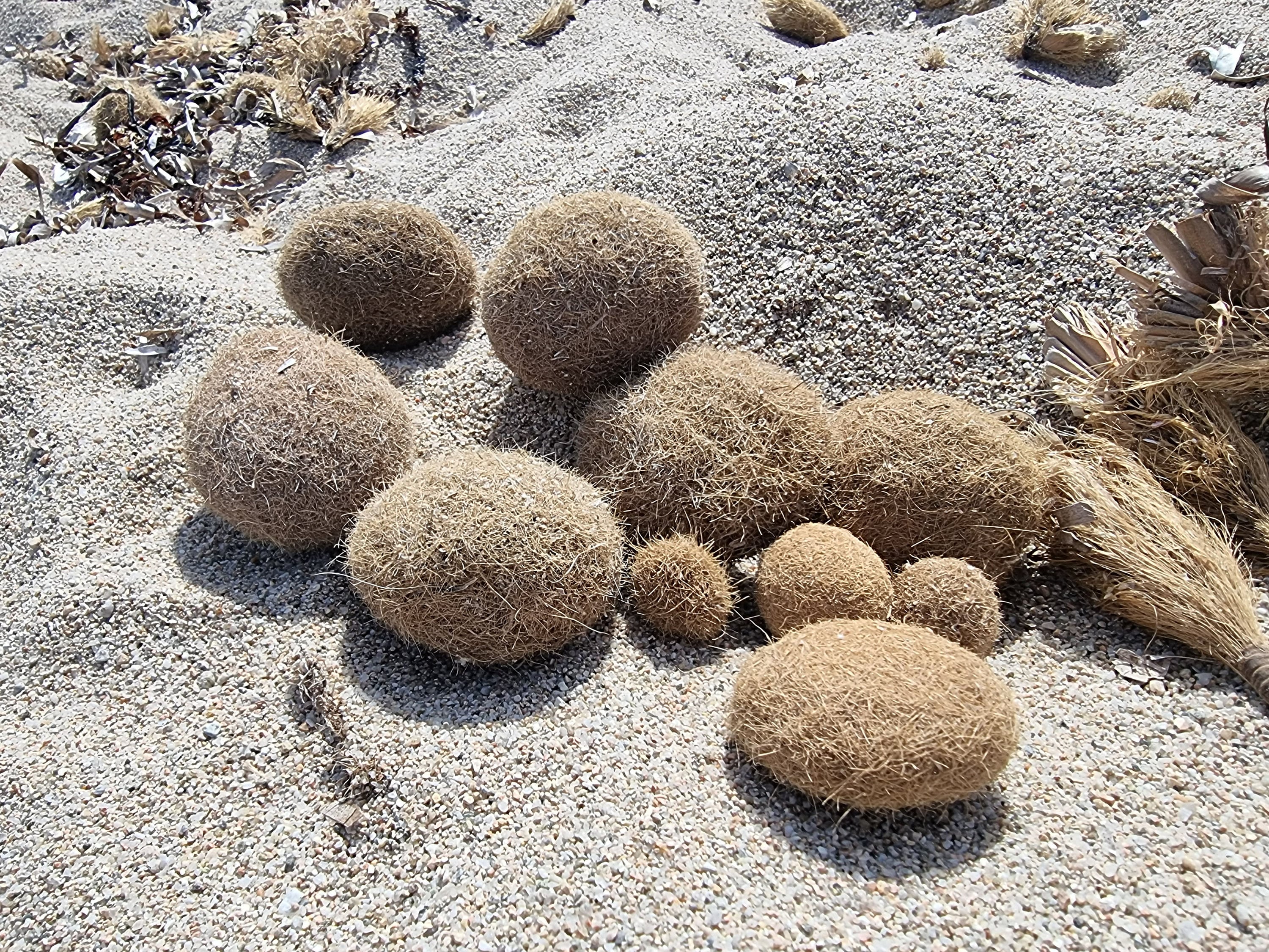 Seagrass Balls, Poseidon Seagrass, Posidonia Oceanica Fiber Balls ...