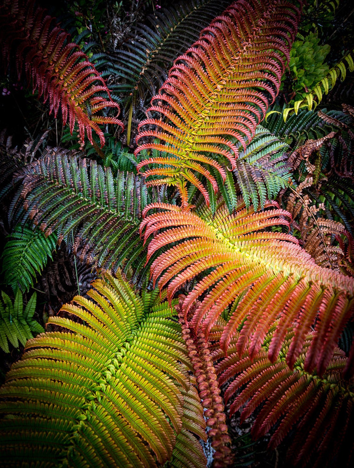 Maui Colored Ferns Photo Print Hawaii 2017 - Etsy