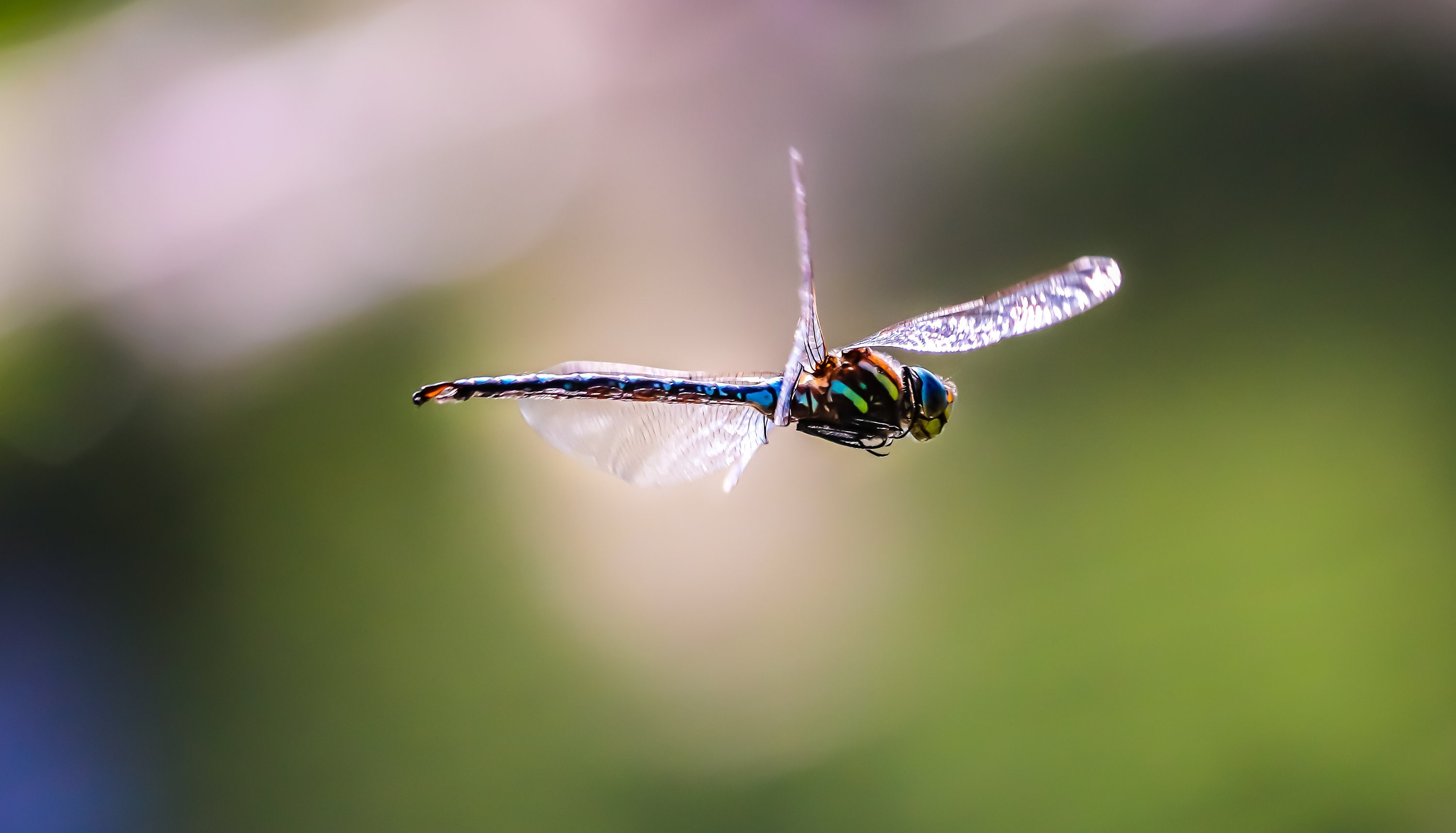 Dragonfly In Flight