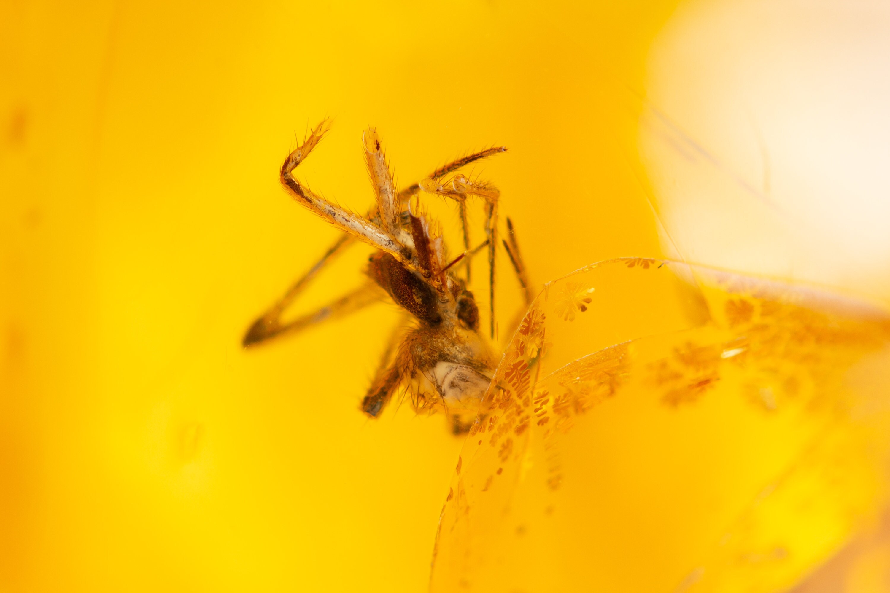 Inclusión de insectos araña en ámbar piedra ámbar báltico | Etsy