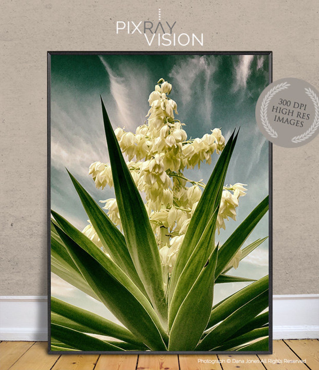 SPANISH DAGGER in BLOOM Photograph, Yucca Faxoniana, Soft Yellows ...