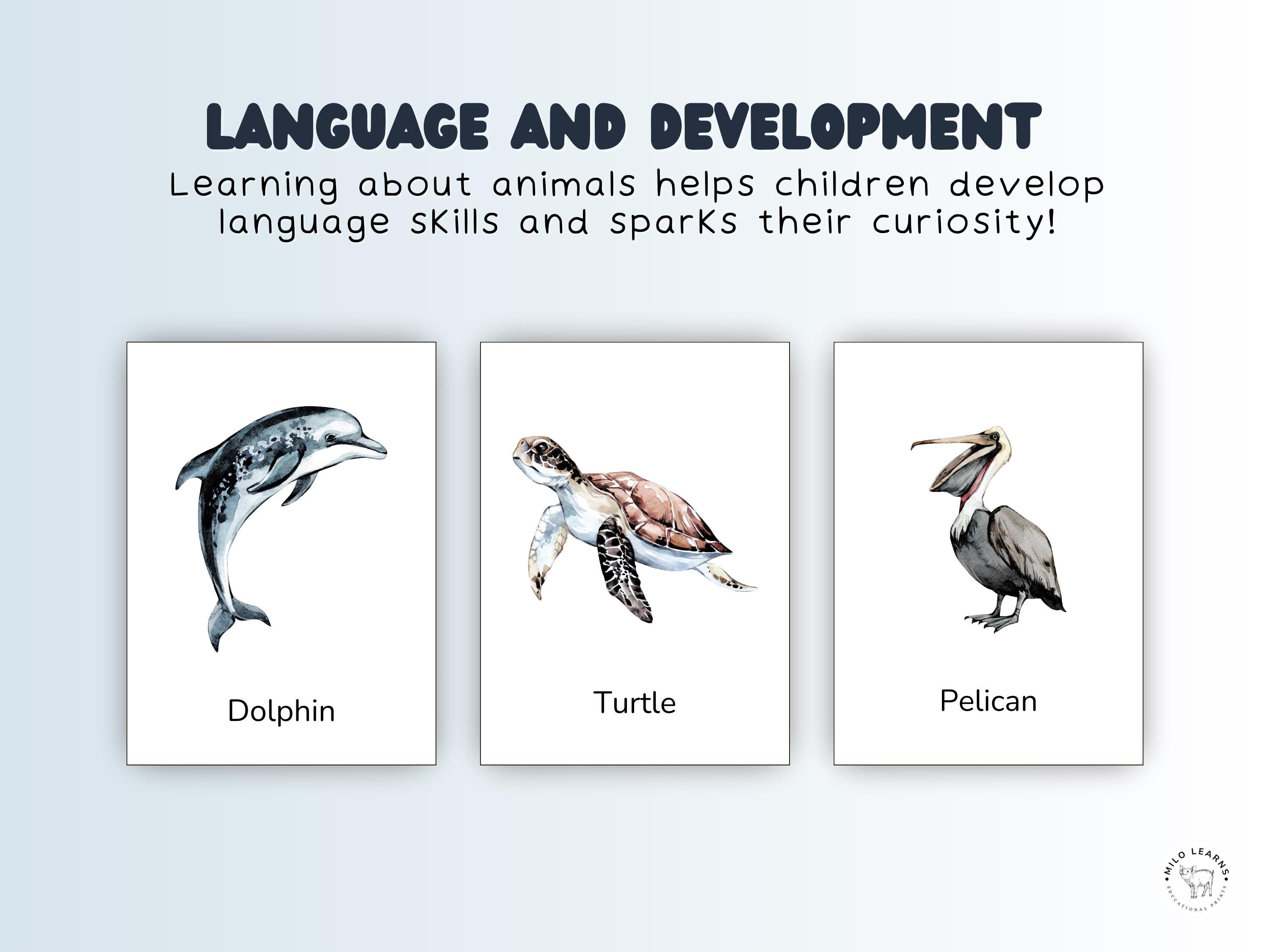 Printable Ocean Animal Flashcards for Kids – Educational Study Bundle ...