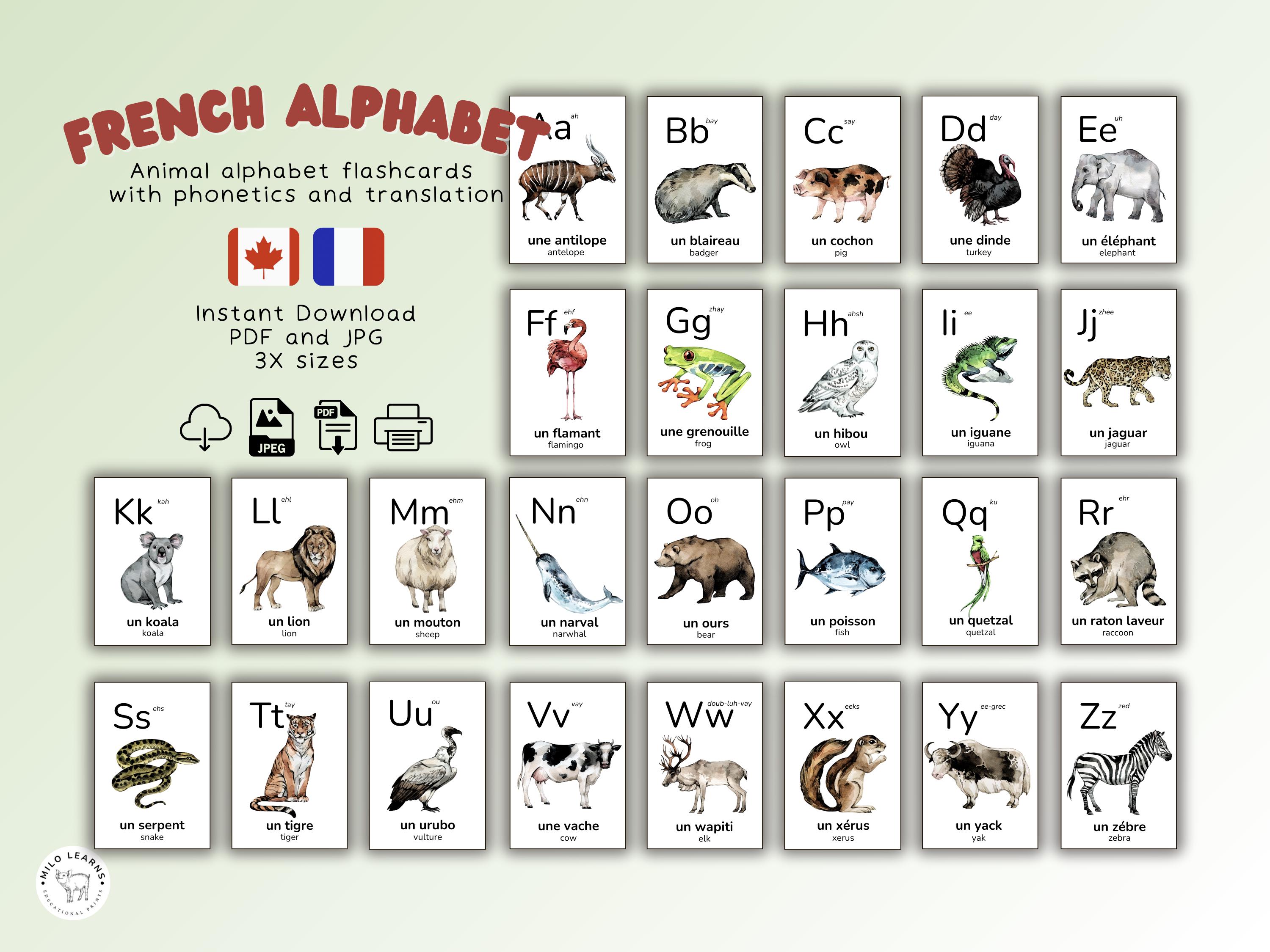 French Animal Alphabet Flashcards for Kids - Alphabet Learning Cards ...