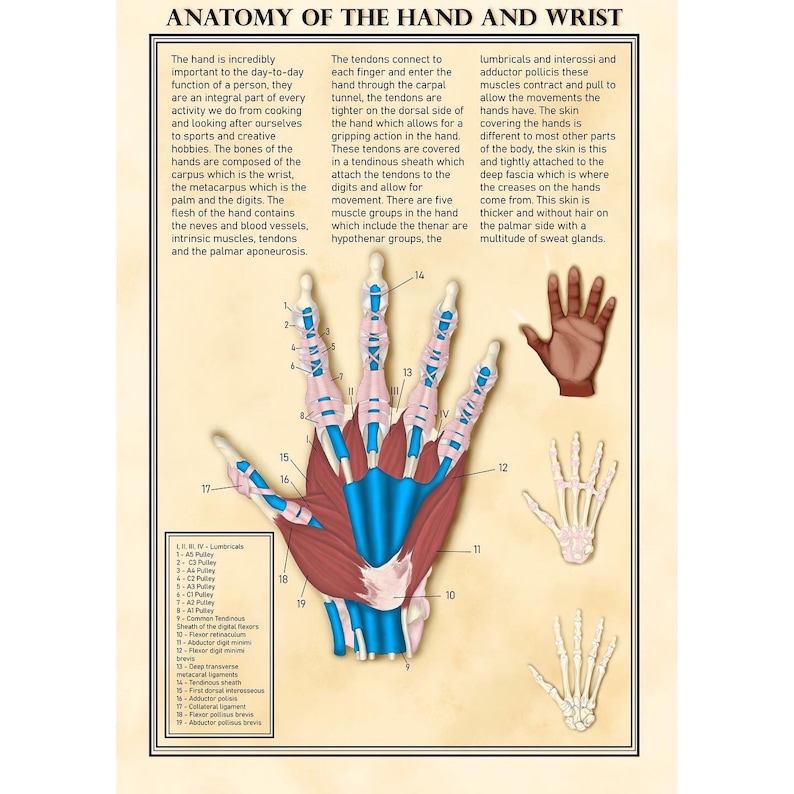 Anatomy of the Hand Poster - Etsy