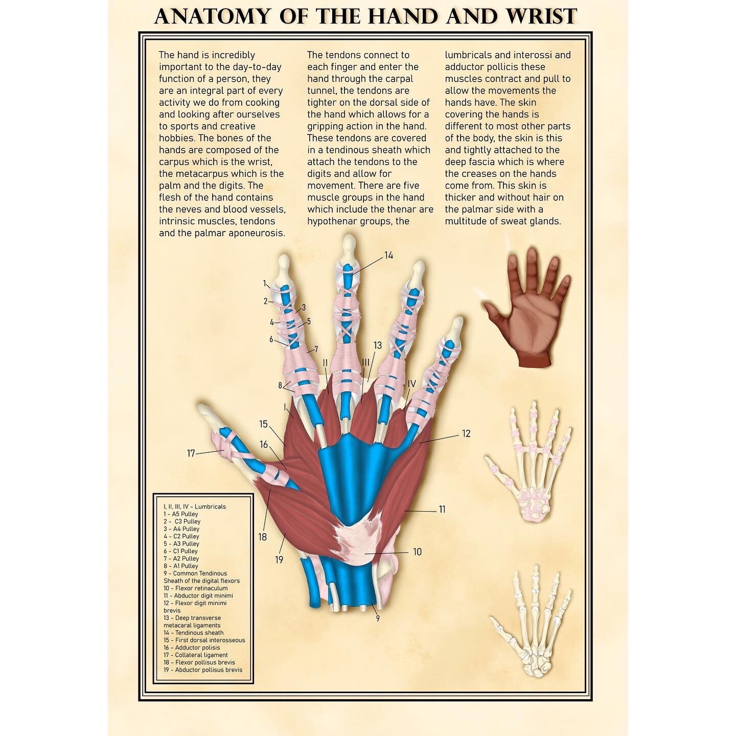 Anatomy of the Hand Poster - Etsy