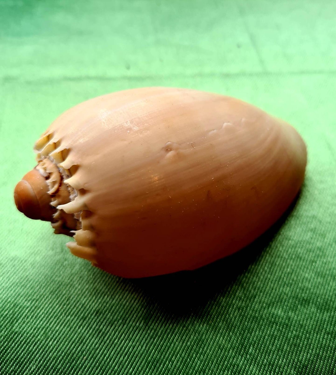 Bailer Sea Shell, Melon Shell, Altar Piece, Sea Witch, Natural Curio ...