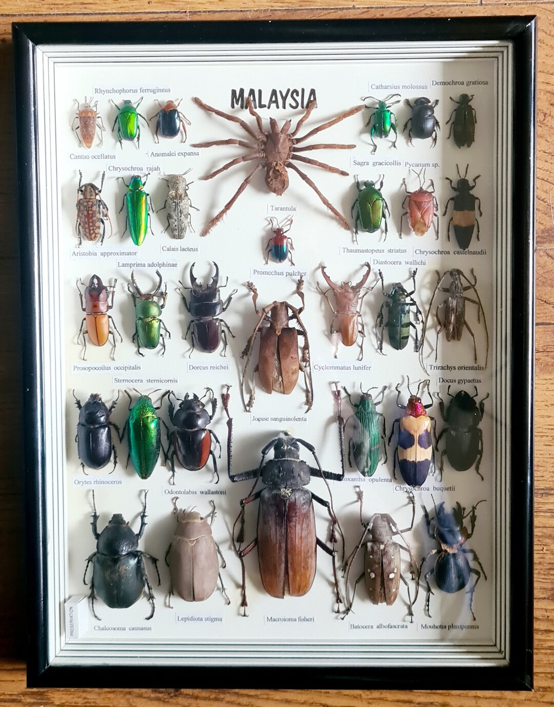Vintage Entomology Real Insect Beetle Tarantula Taxidermy Framed Set 32 ...