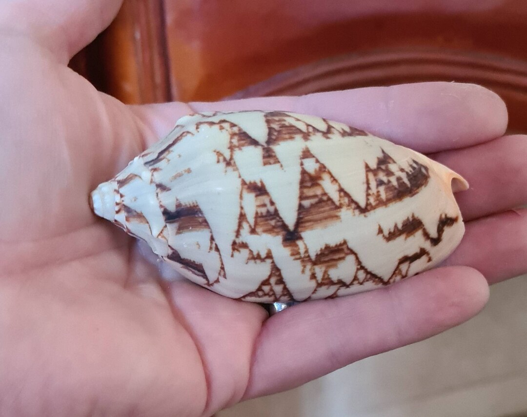 Conch Sea Shell, Altar Piece, Sea Witch, Natural Curio, Home Decor ...