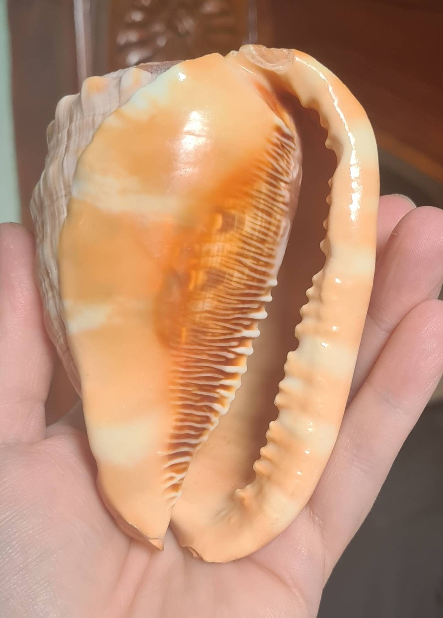 Conch Sea Shell, Altar Piece, Sea Witch, Natural Curio, Home Decor ...