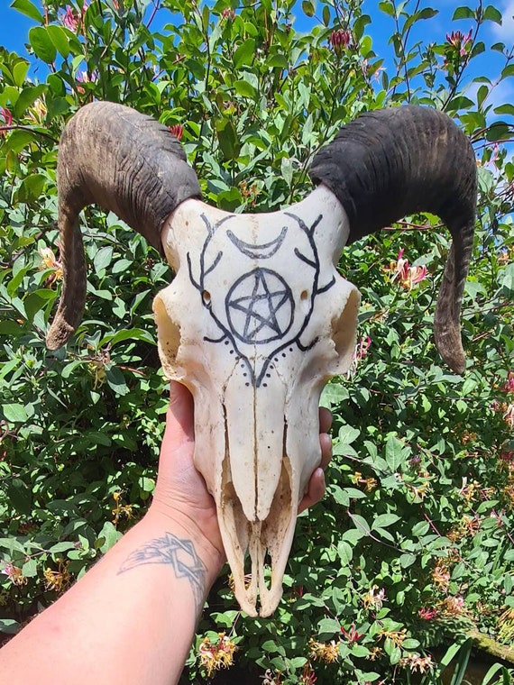 Real Rams Skull Altar Skull Hand Painted Sheeps Skull Bone - Etsy