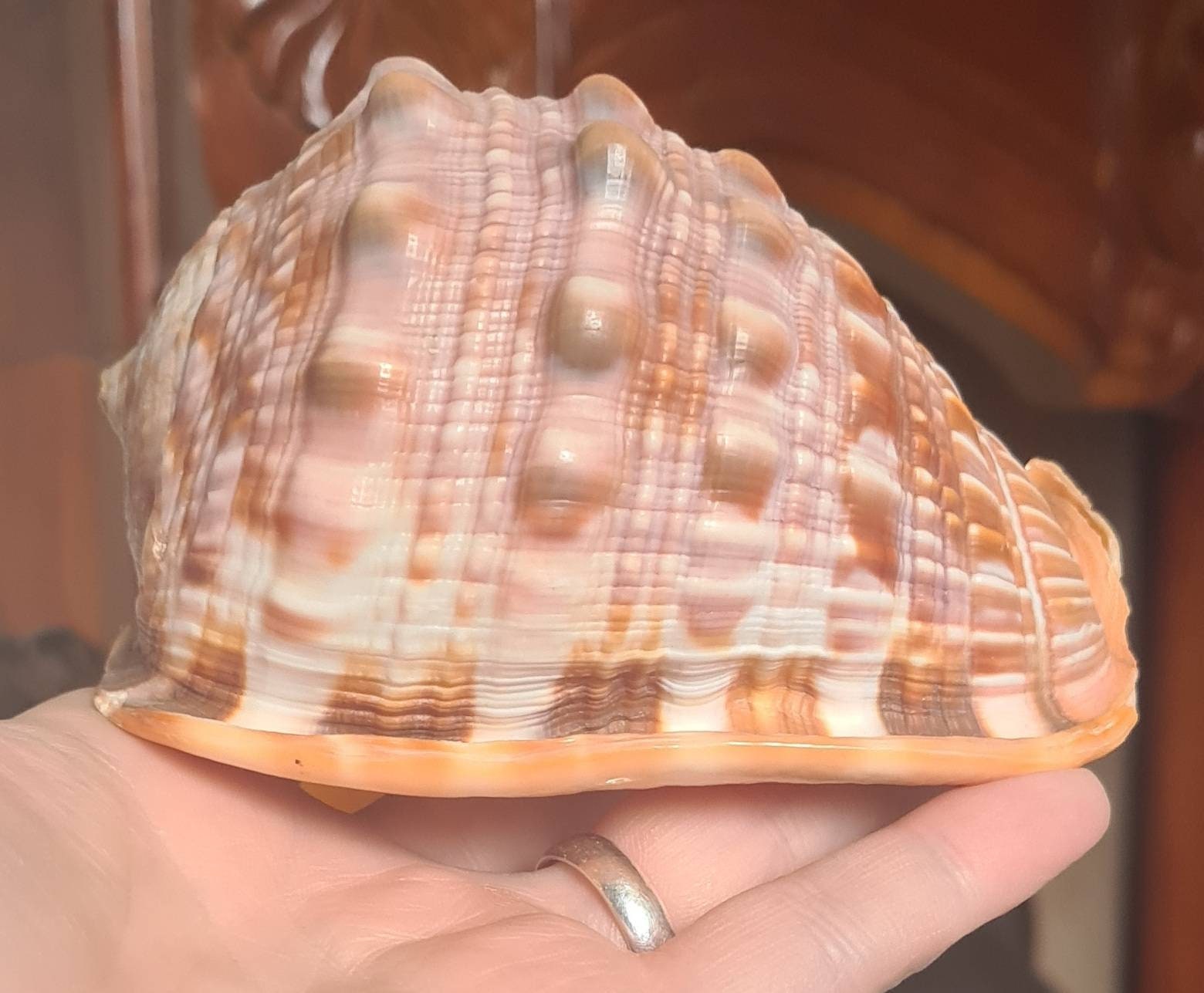 Conch Sea Shell Altar Piece Sea Witch Natural Curio Home | Etsy