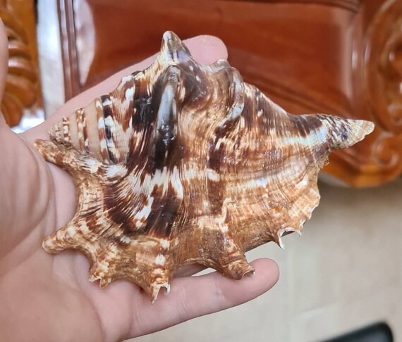 Conch Sea Shell Altar Piece Sea Witch Natural Curio Home - Etsy